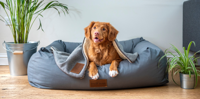 11-pet-shopify-stores-leading-the-pack-shopify-plus-agency